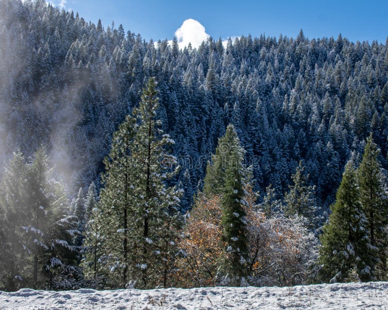 Cold forest stock image. Image of winter, shadow, green - 133532761