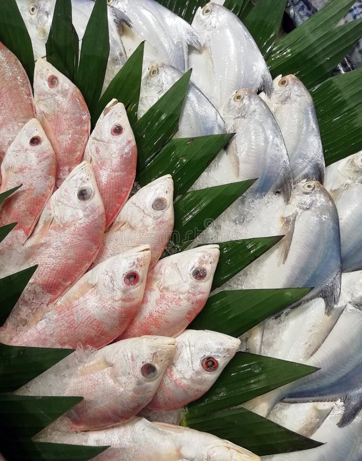 Cold fresh fish stock photo. Image of snapper, redsnapper - 135595670