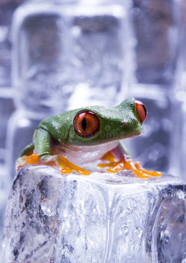 Cold Frog Picture. Image: 1890437
