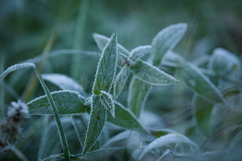 GROUND FROST stock photo. Image of pasture, ground, frozen - 338862516