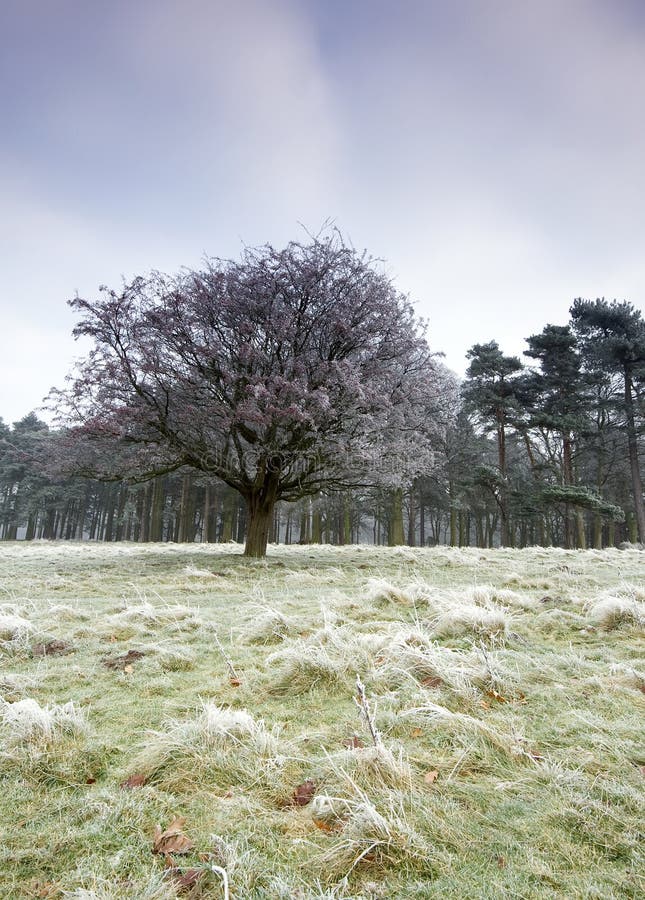 Cold frosty day landscape stock image. Image of frozen - 7688241