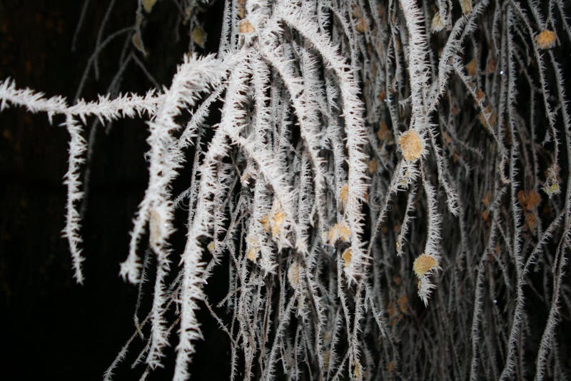 A Cold and Frosty Night in One of the Many Forrests in Norway Stock ...