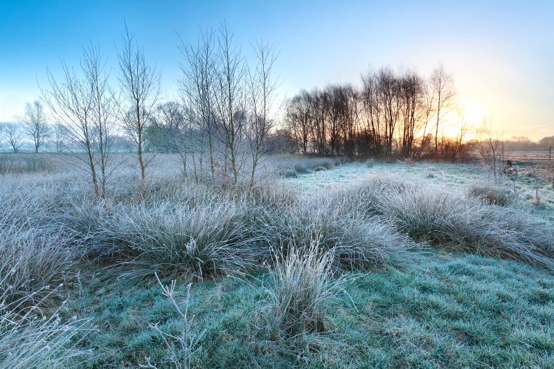 Cold Frosty Sunrise Over Marsh Stock Image - Image of sunshine, cold ...