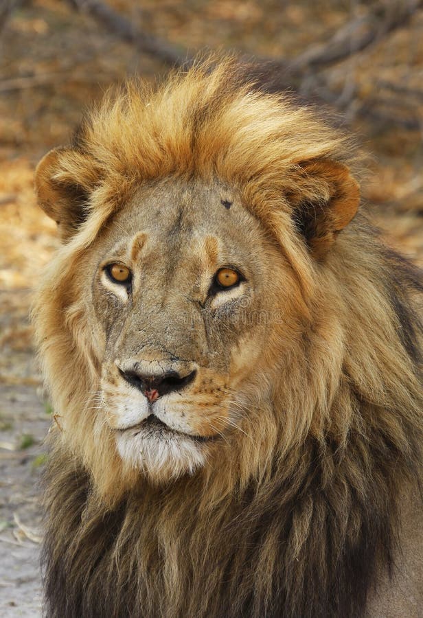 Cold Gold Lion Stare stock photo. Image of bigcat, jungle - 8177026