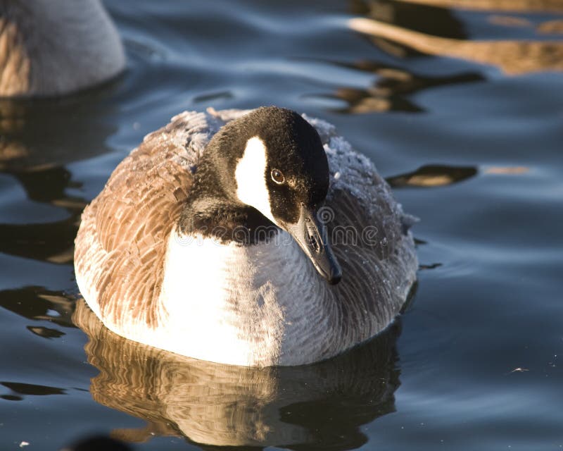 Goose stock photo. Image of large, wildlife, waterfowl - 14073646