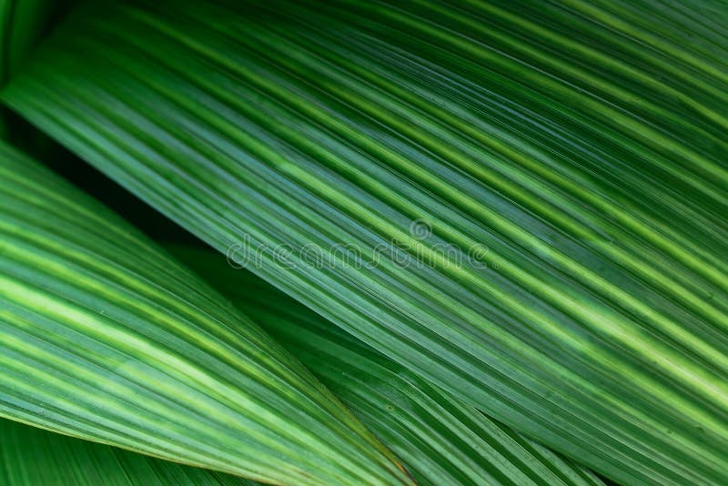 Cold Green Color of Palm Leaf for Background Stock Photo - Image of ...