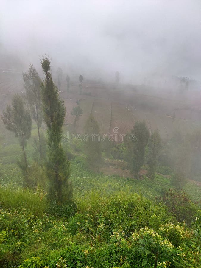 Cold green mountain stock photo. Image of forest, hill - 219052594