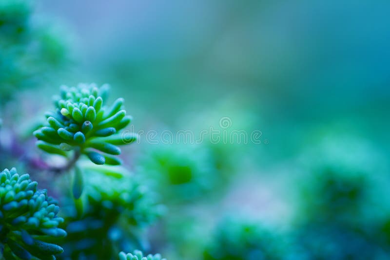 Cold green plant close-up stock image. Image of spray - 46546679