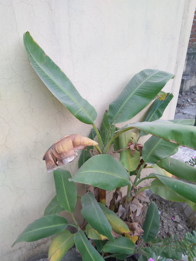 Basjoo plant stock photo. Image of cold, tree, banana - 128257168