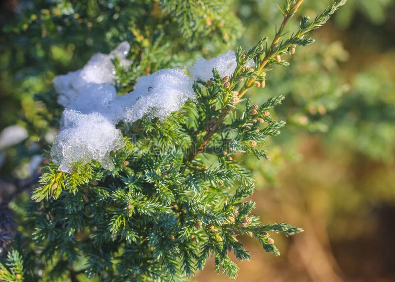 Cold ice on the juniper stock photo. Image of nature - 133016432