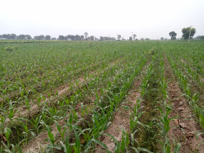 C4 C3 Plants Stock Photos - Free & Royalty-Free Stock Photos from ...