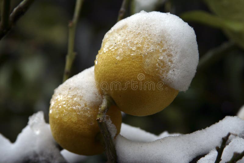 Cold Lemon II stock photo. Image of tropical, branch, winter - 23056