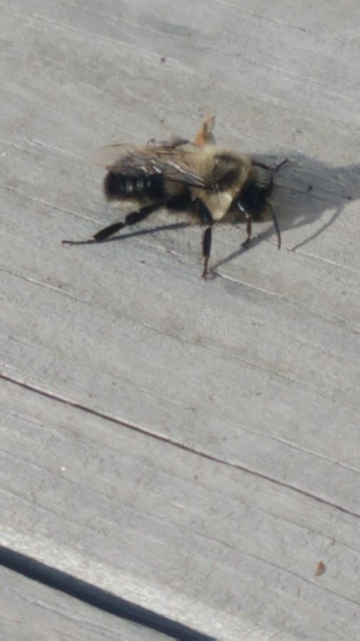 Cold little bumblebee stock photo. Image of bumblebee - 188186786