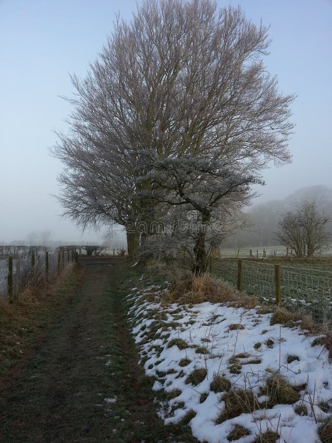 Cold mid winter stock photo. Image of grass, plant, winter - 49967660