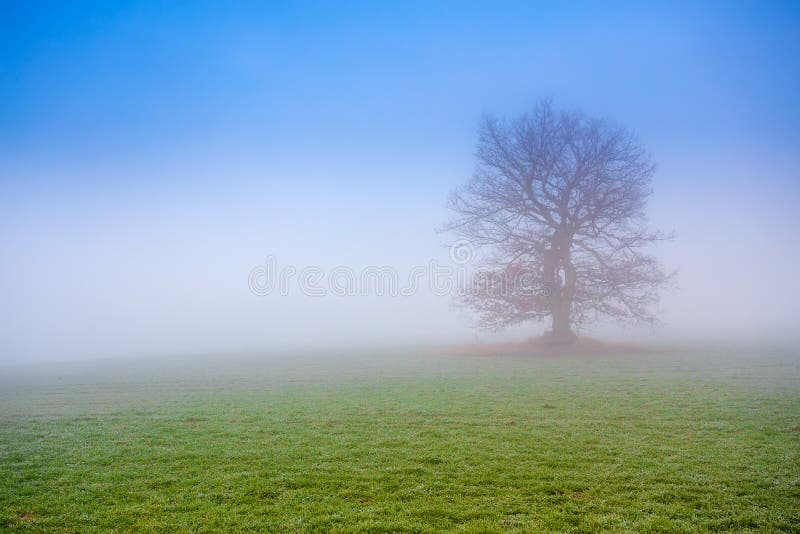 Misty Morning Tree stock image. Image of quiet, alone, nature - 266985