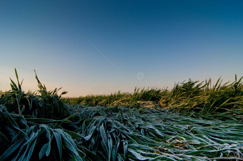 Cold morning stock image. Image of cold, outdoor, green - 9063443