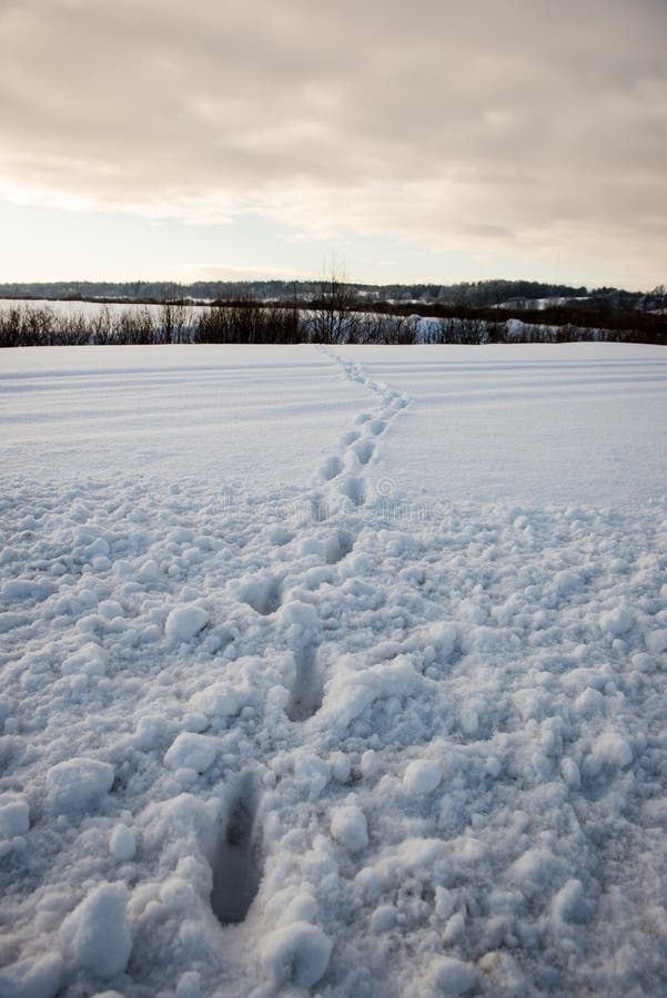 Cold Morning in the Field in Winter Stock Photo - Image of frost, view ...