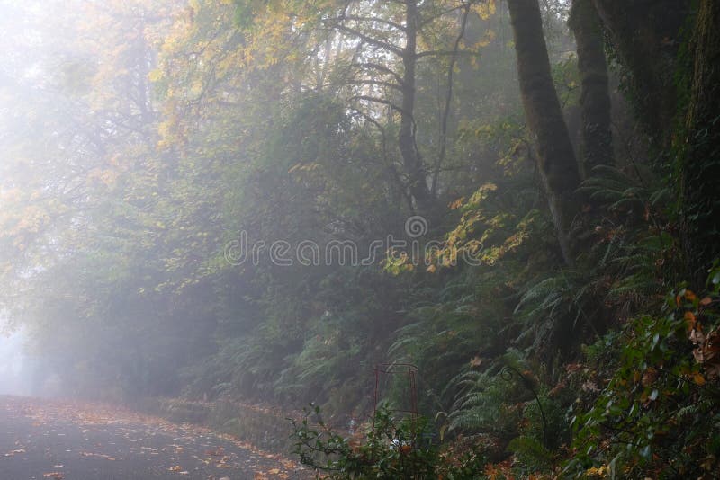 Cold Morning in a Foggy Forest in the Fall Stock Image - Image of crisp ...