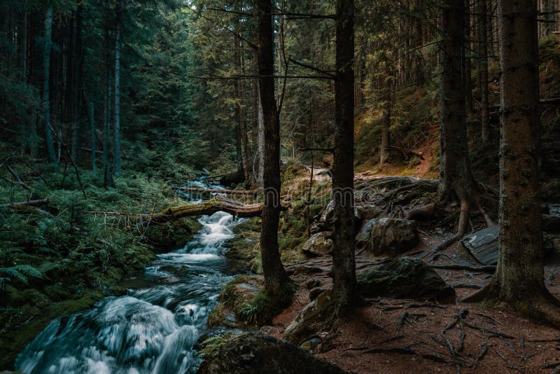Cold Moutain Forest Wilderness with Wild Stream in Evenning Light Stock ...