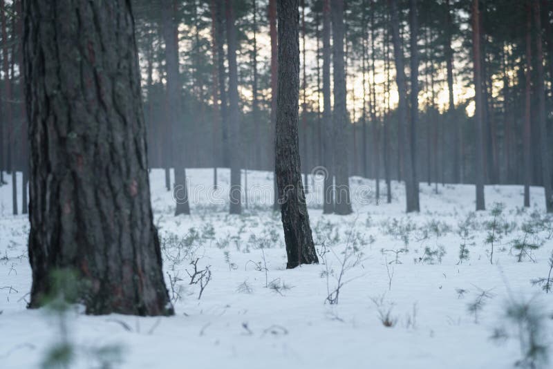 Cold Mysterious Pine Forest Landscape with Smoke Stock Image - Image of ...