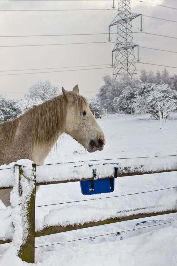 Cold n hungry stock photo. Image of frosty, season, hairy - 17235636
