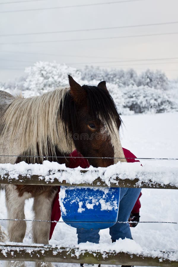 Cold n hungry stock image. Image of hairy, snow, frosty - 17235649