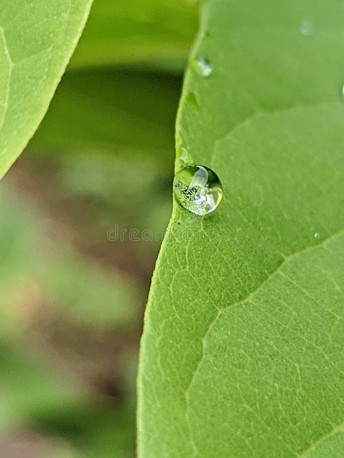 The Cold Night Will Leave Dew on the Leaves Stock Photo - Image of ...