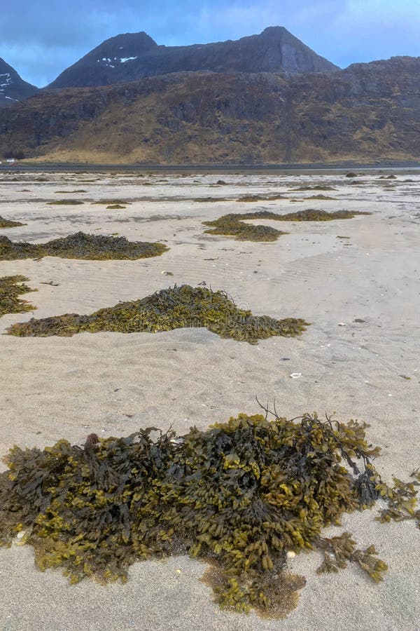 Cold North sea in Norway stock image. Image of nordic - 166423003