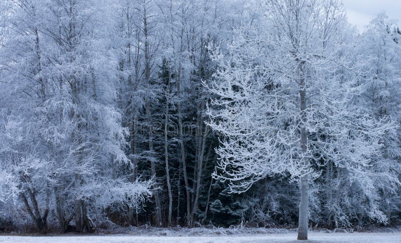 The Cold North Wind Froze the Forest Stock Image - Image of calgary ...