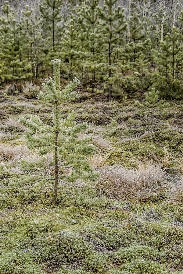 A Cold November Day in a Swamp Stock Image - Image of herbs, plant ...