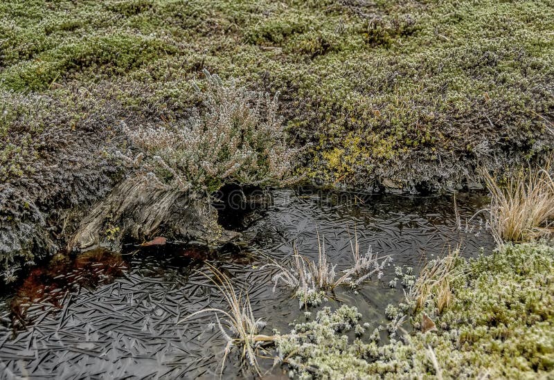A Cold November Day in a Swamp Stock Photo - Image of grass, autumn ...