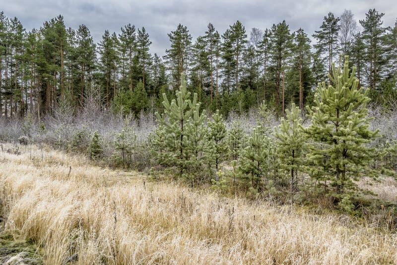 A Cold November Day in a Swamp Stock Image - Image of landscape, pond ...