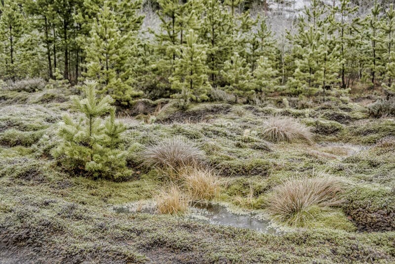 A Cold November Day in a Swamp Stock Photo - Image of silence, calm ...