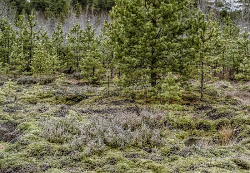 A Cold November Day in a Swamp Stock Photo - Image of plant, grass ...