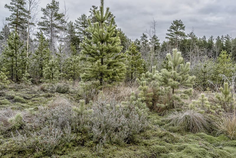 A Cold November Day in a Swamp Stock Photo - Image of north, branch ...