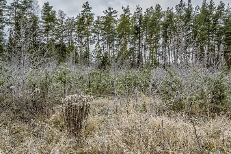 A Cold November Day in a Swamp Stock Image - Image of nature, plant ...