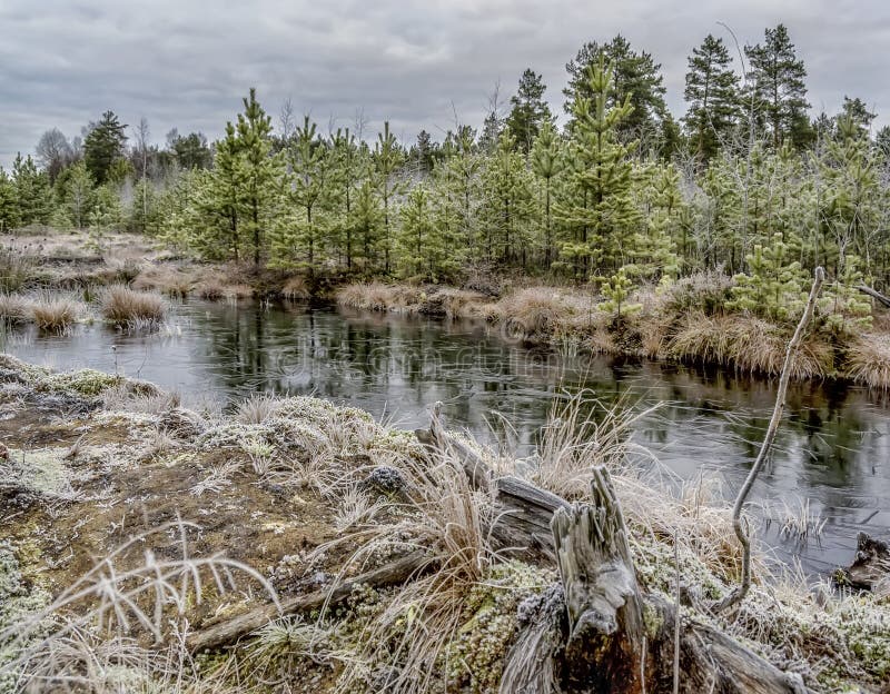 A Cold November Day in a Swamp Stock Photo - Image of branch, shoots ...