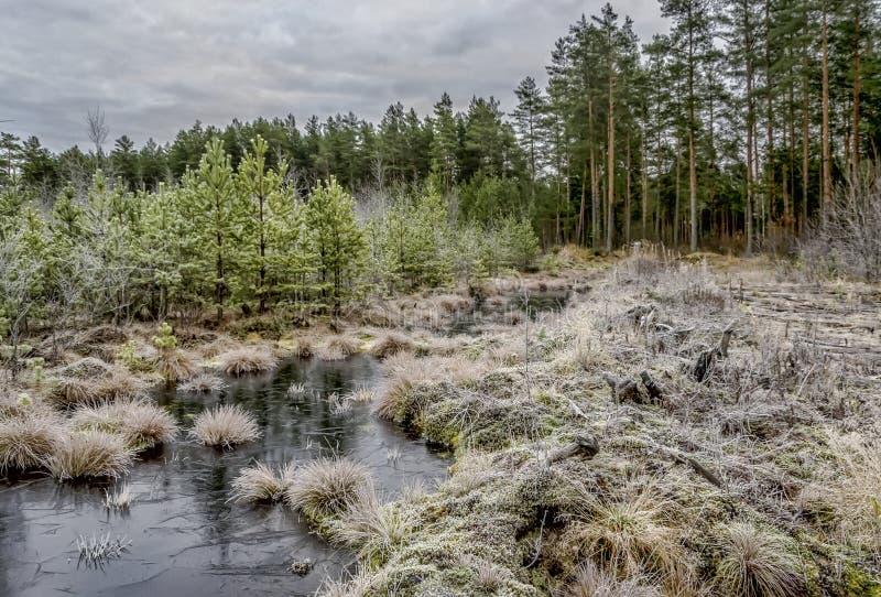 A Cold November Day in a Swamp Stock Image - Image of cold, nature ...