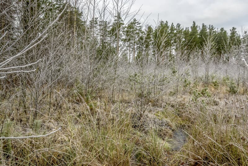 A Cold November Day in a Swamp Stock Image - Image of silence, pine ...