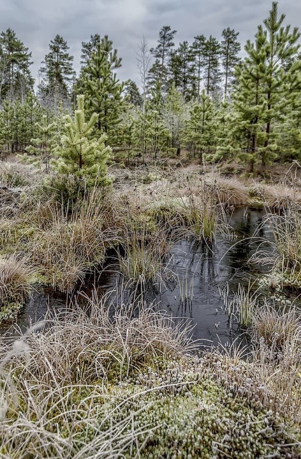 A Cold November Day in a Swamp Stock Image - Image of branch, silence ...