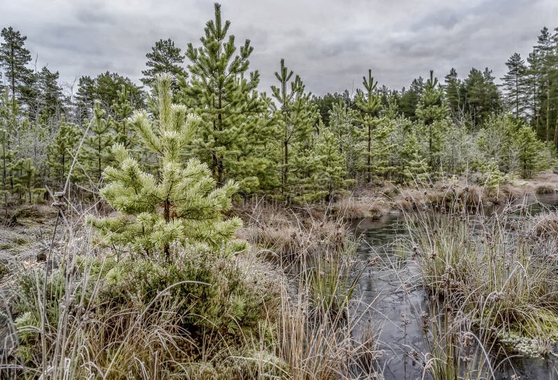 A Cold November Day in a Swamp Stock Photo - Image of hummock, autumn ...