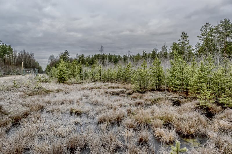 A Cold November Day in a Swamp Stock Image - Image of season, russia ...