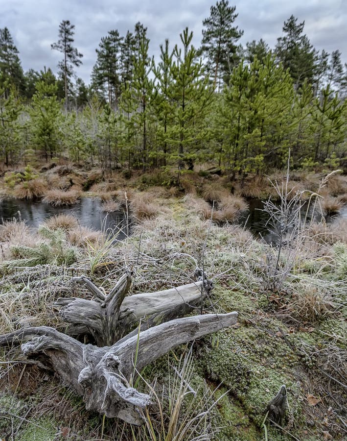 A Cold November Day in a Swamp Stock Photo - Image of beauty, birch ...