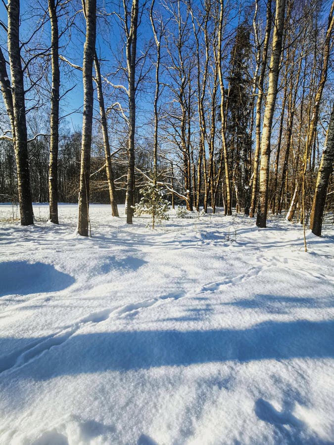 Cold outside in winter stock image. Image of trea, cold - 211656221