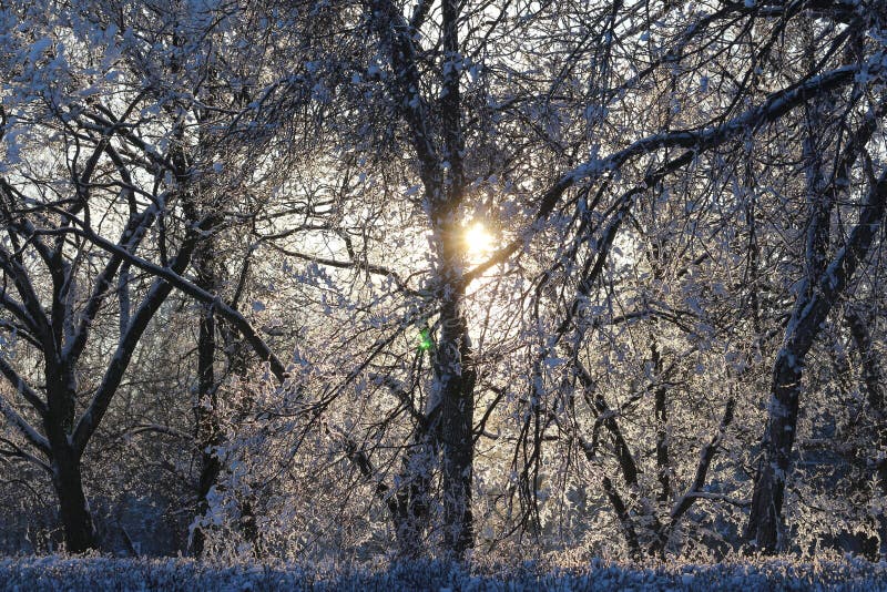 Backlit Heavy Frosted Tree Branches Nighttime Stock Image - Image of ...