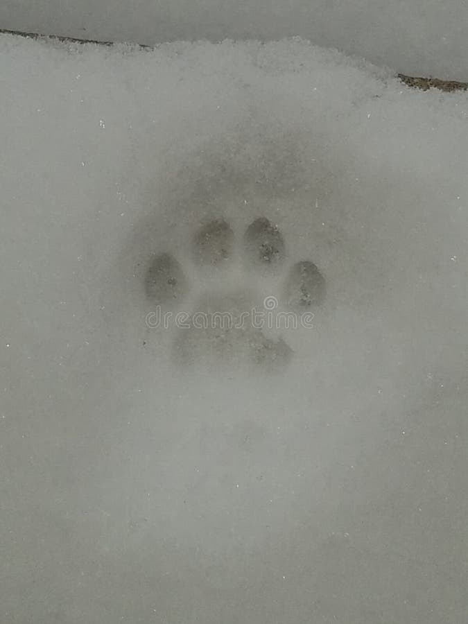 Cold paw stock photo. Image of snow, cold, print, cats - 134042648