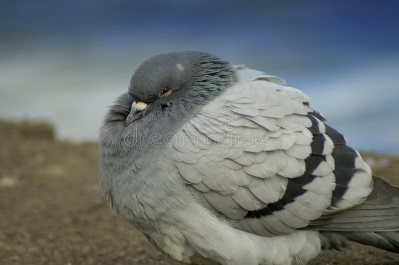Cold Pigeon stock photo. Image of legs, short, bird, dove - 77050