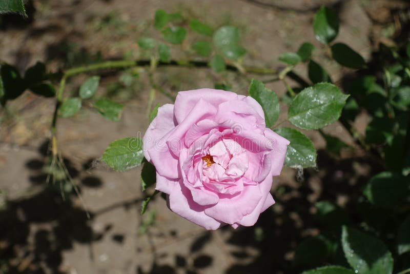 Cold Pink Flower of Rose in June Stock Photo - Image of plant, green ...