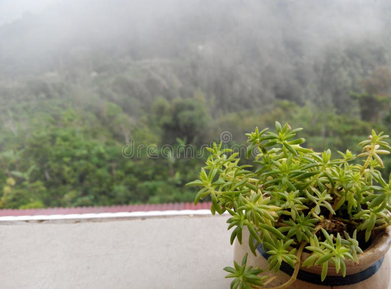 Cold plant maybe stock image. Image of branch, agriculture - 266795285