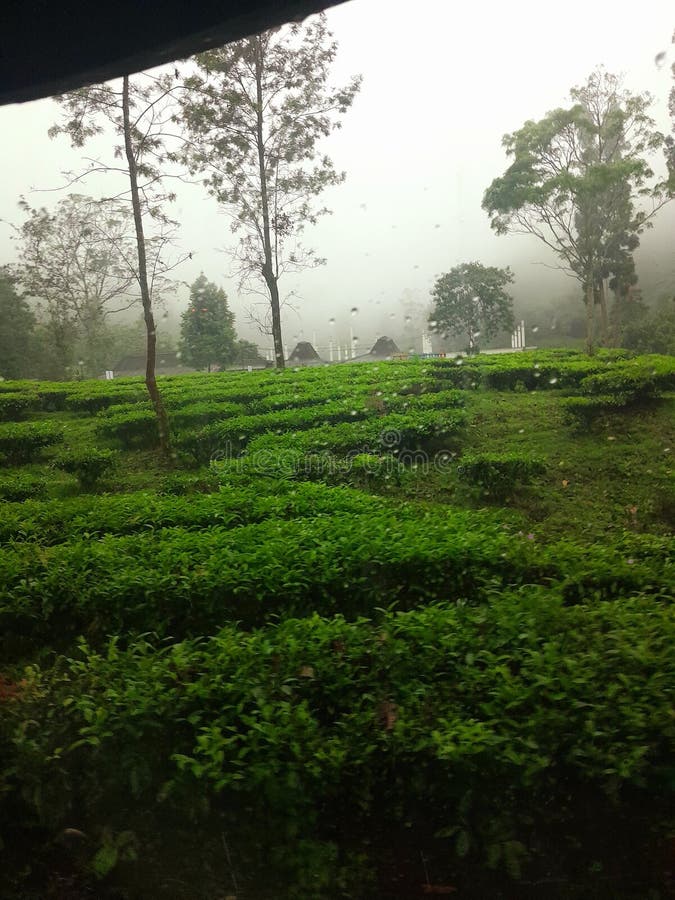 The Cold Rain and the Green Tea Plantations Make the Atmosphere Feel ...